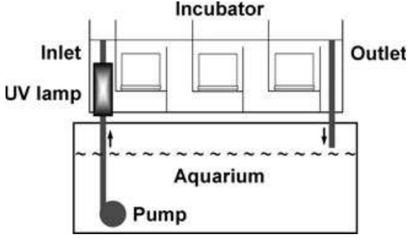 Schematic diagram of the incubation system. arrows show