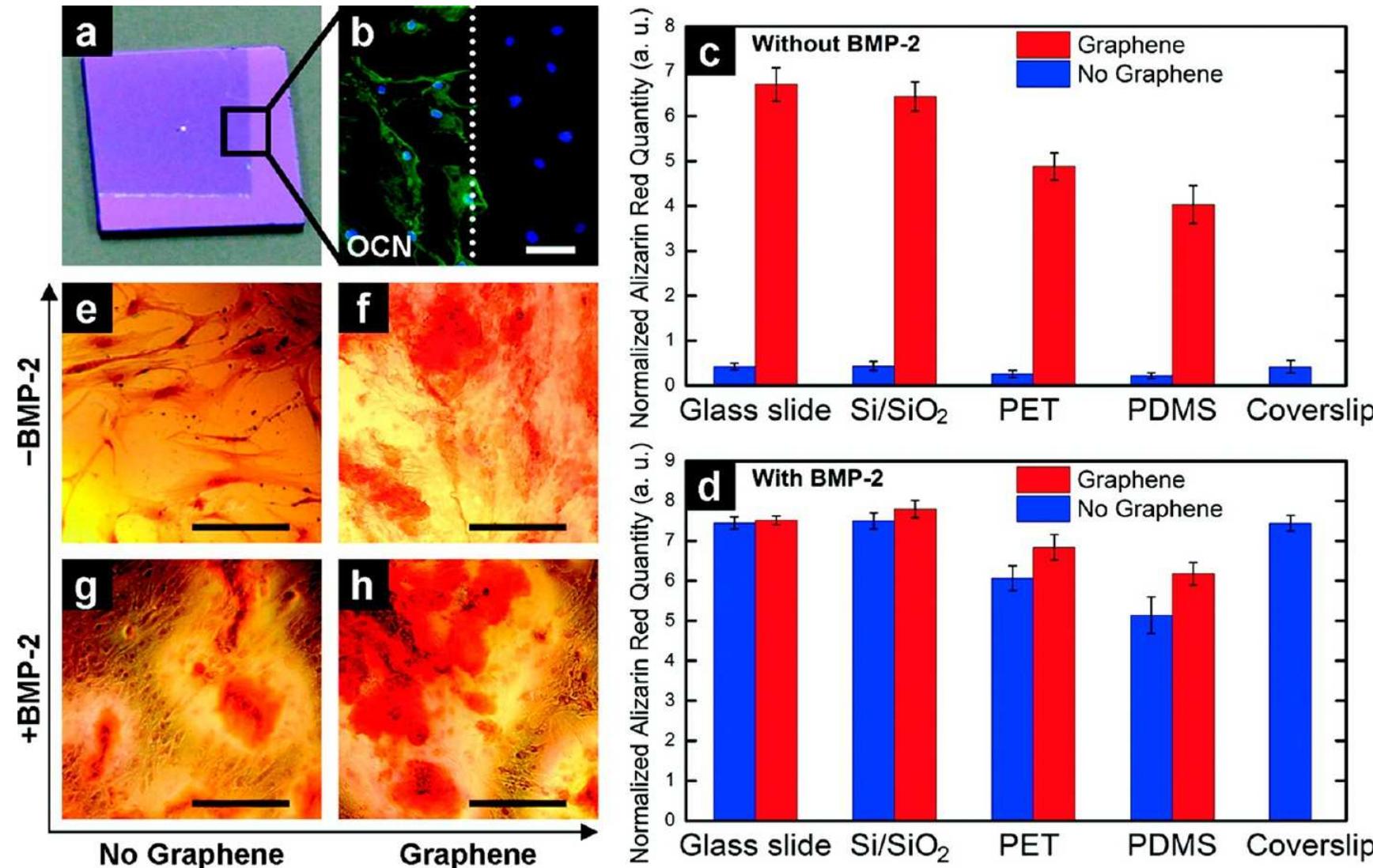 Optical Image Of Partially Graphene Coated Si Sio2 Substrate