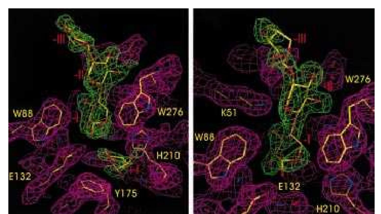 Ficure 2: electron density maps (2f, — f,) of the xylose