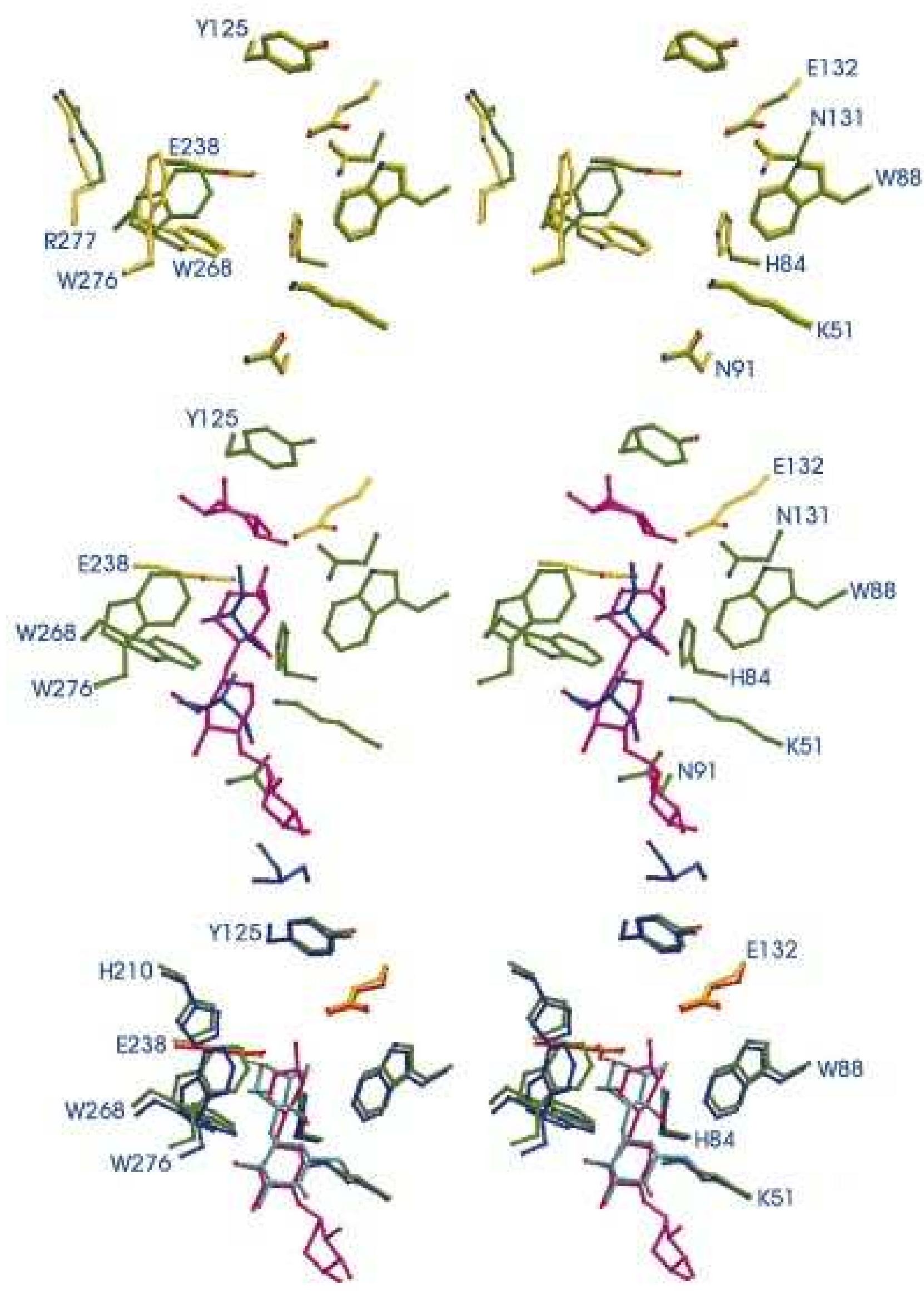 Stereo-drawings of the active site cleft of the xylanase