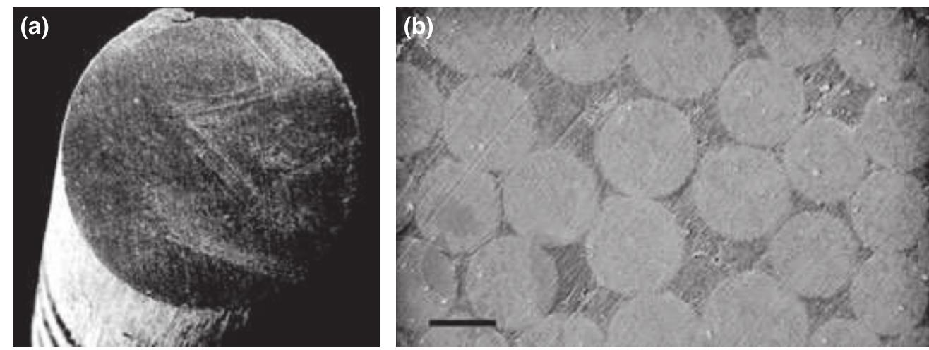 (a) low magnification scanning electron microscope image of