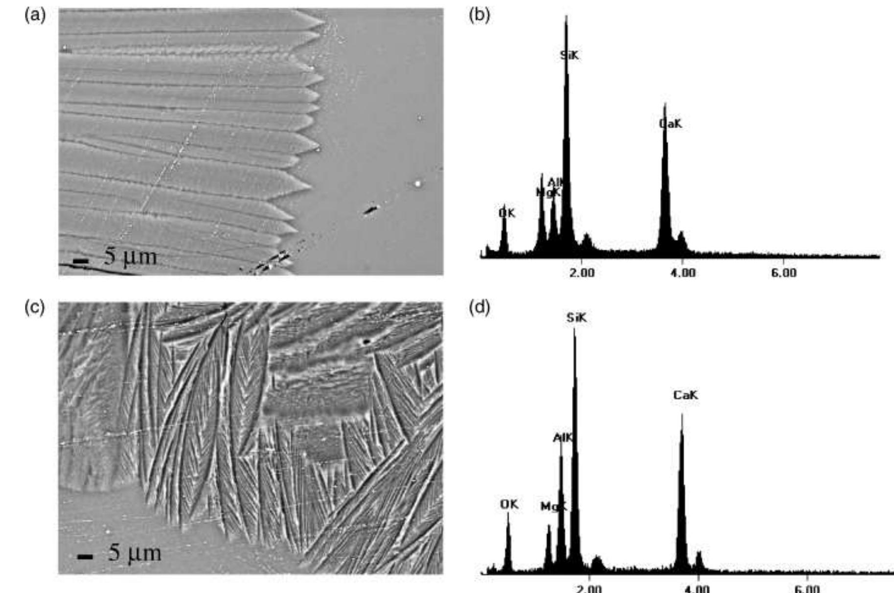 Scanning electron microscopy micrograph ( x 1000) and