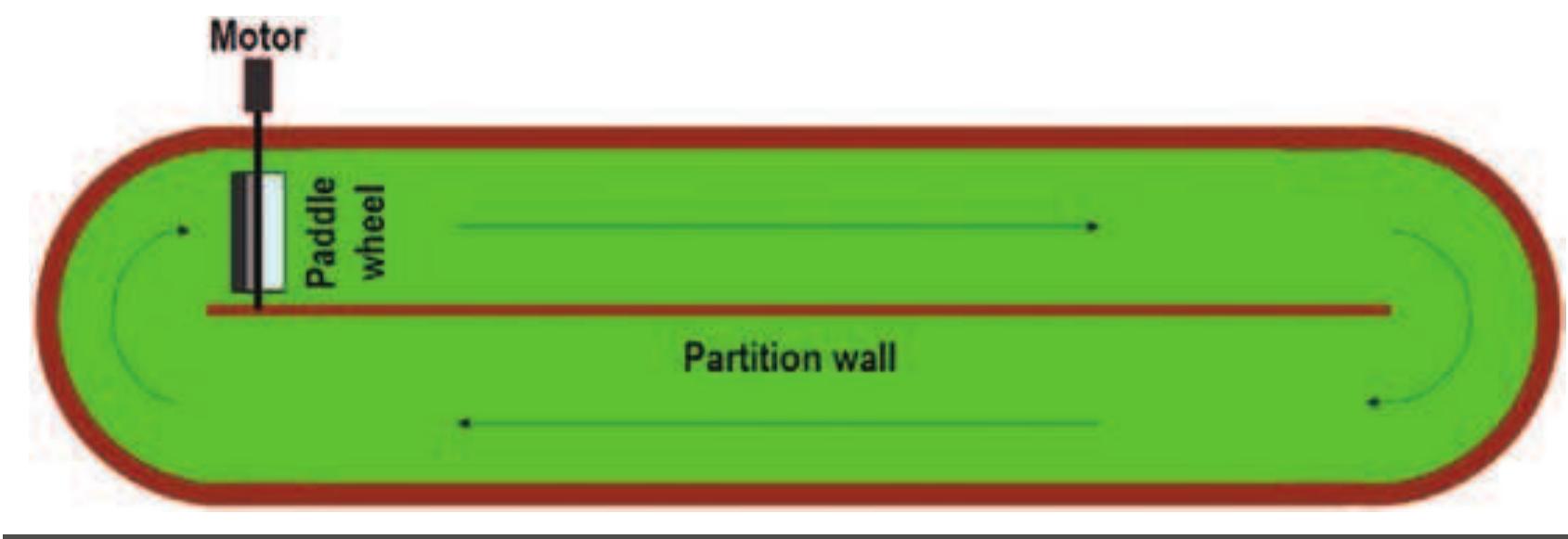 Schematic layout of a typical raceway pond. the salient