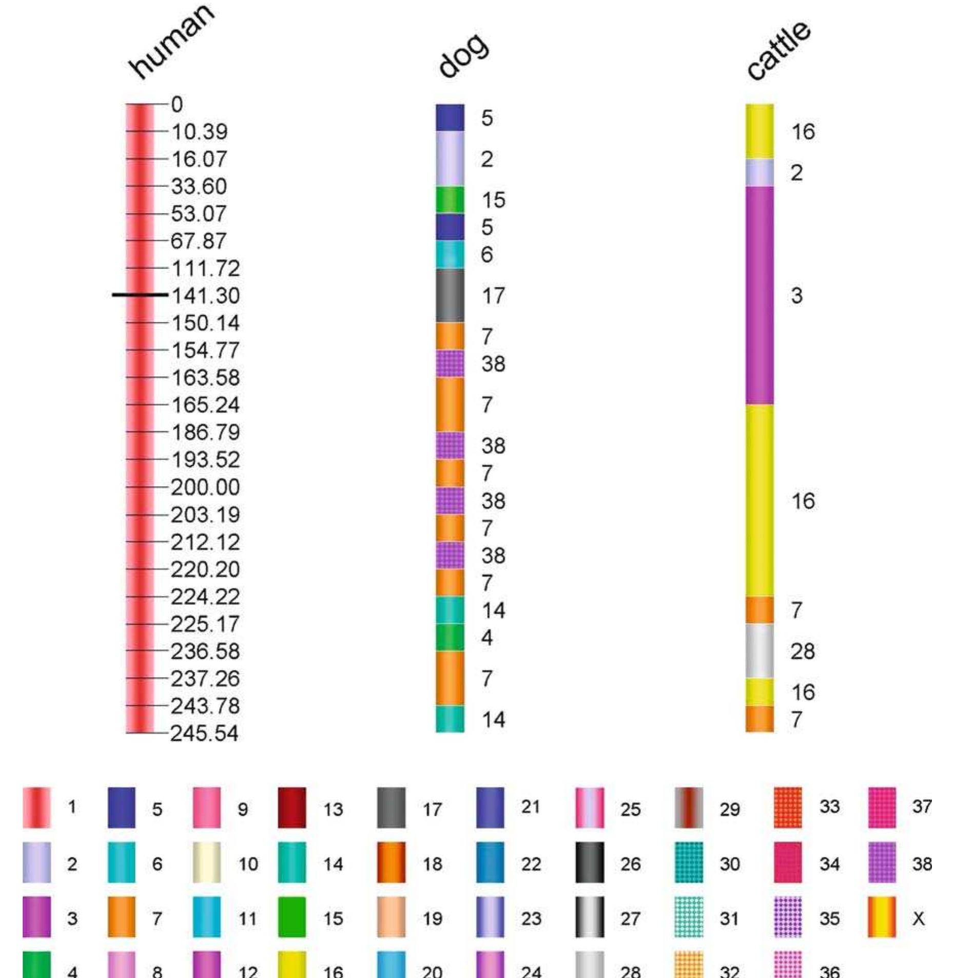 Ideogram of human chromosome | and the orthology maps in dog