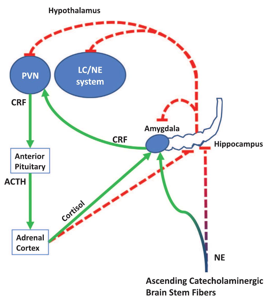 Summary figure of the inputs to the central stress system by