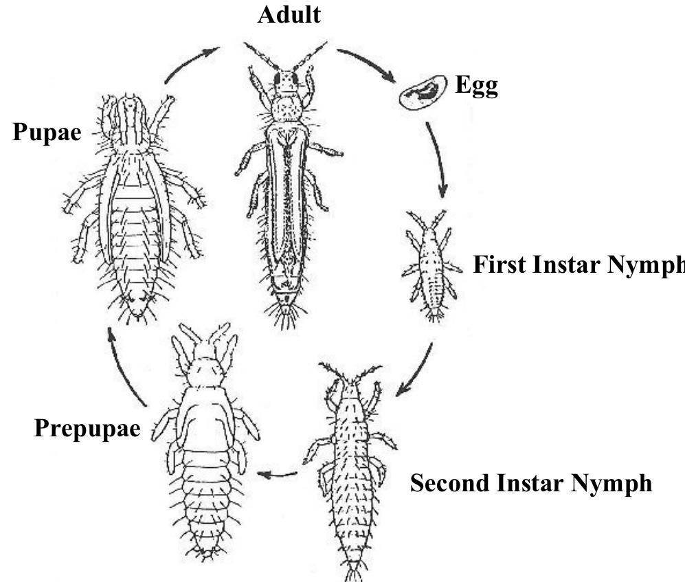 Diagrammatic scheme of the life cycle (egg, two nymphal
