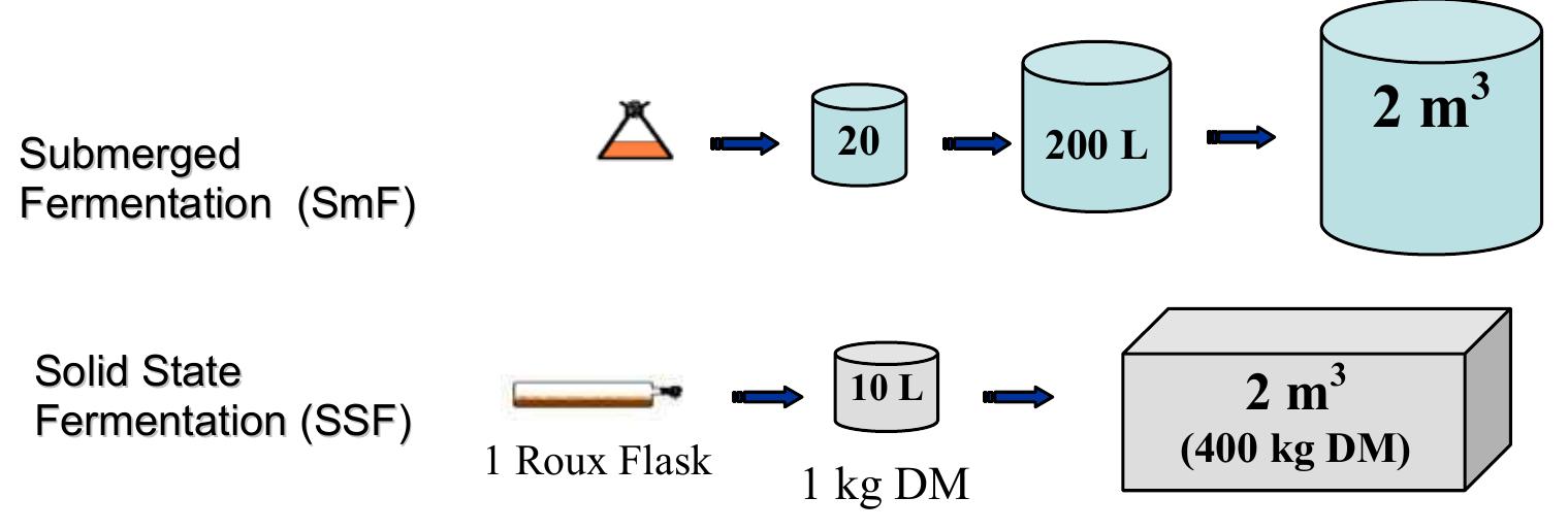 Scale up steps of fermentation in smf and ssf system.