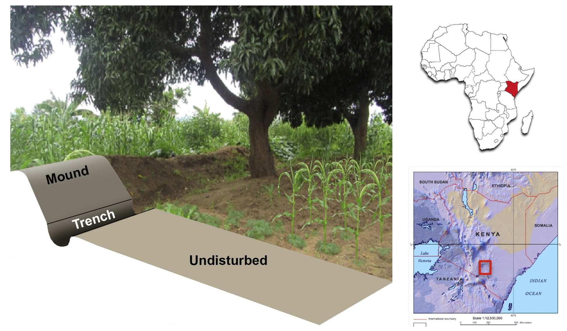Schematic representation of the swc structures depicting the