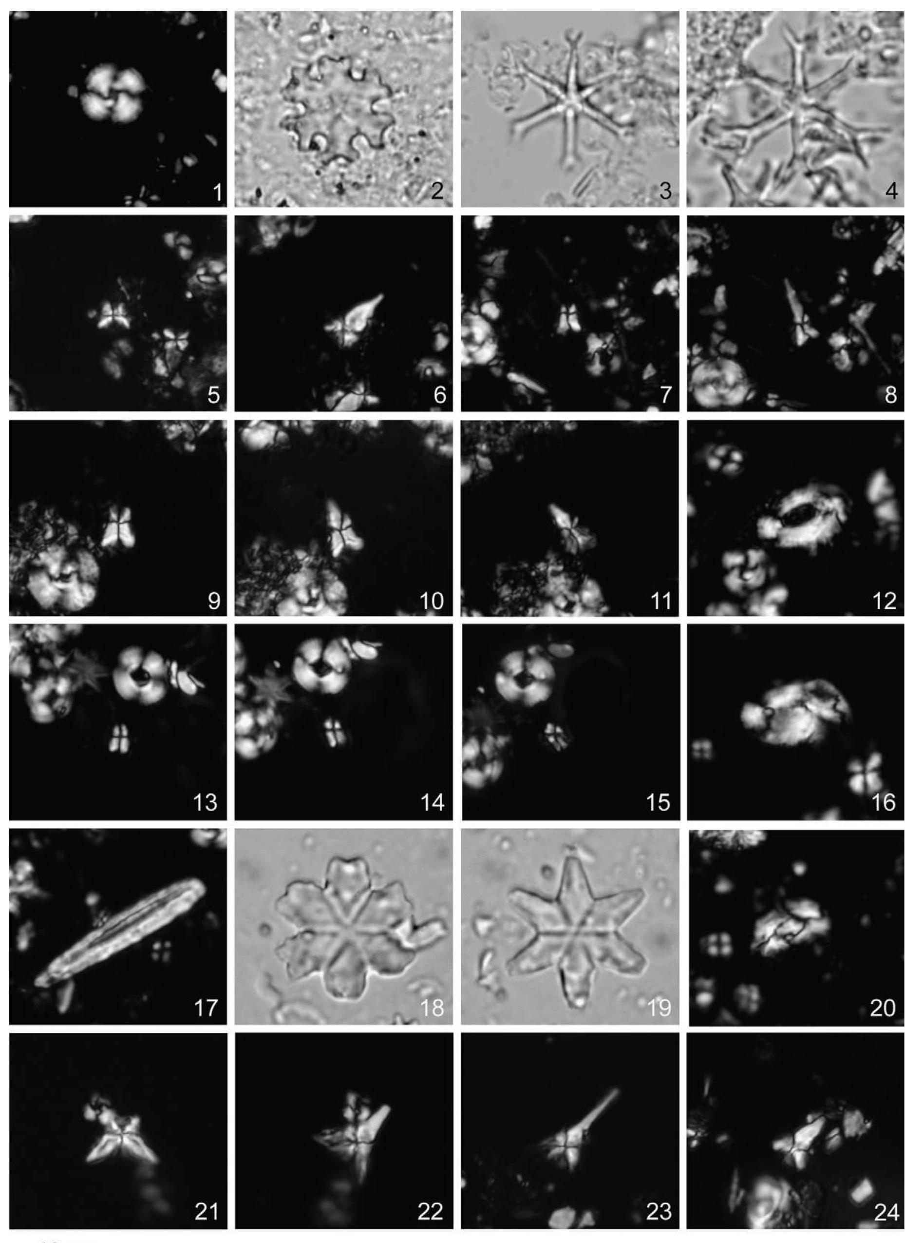 Figure 8 - A review of calcareous nannofossil Figure 8 - A review of calcareous nannofossil