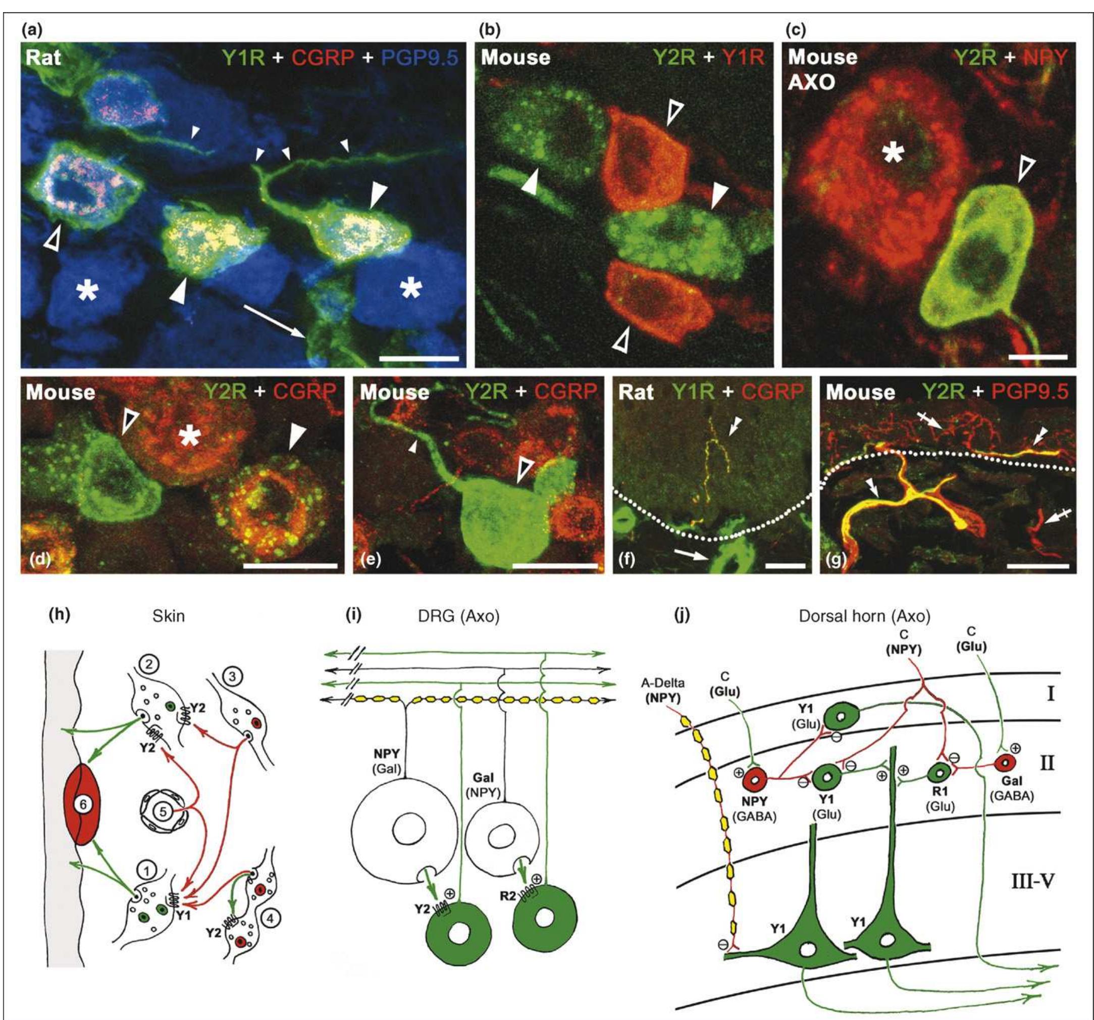 Localization of peptides and receptors in drgs, and npy- and