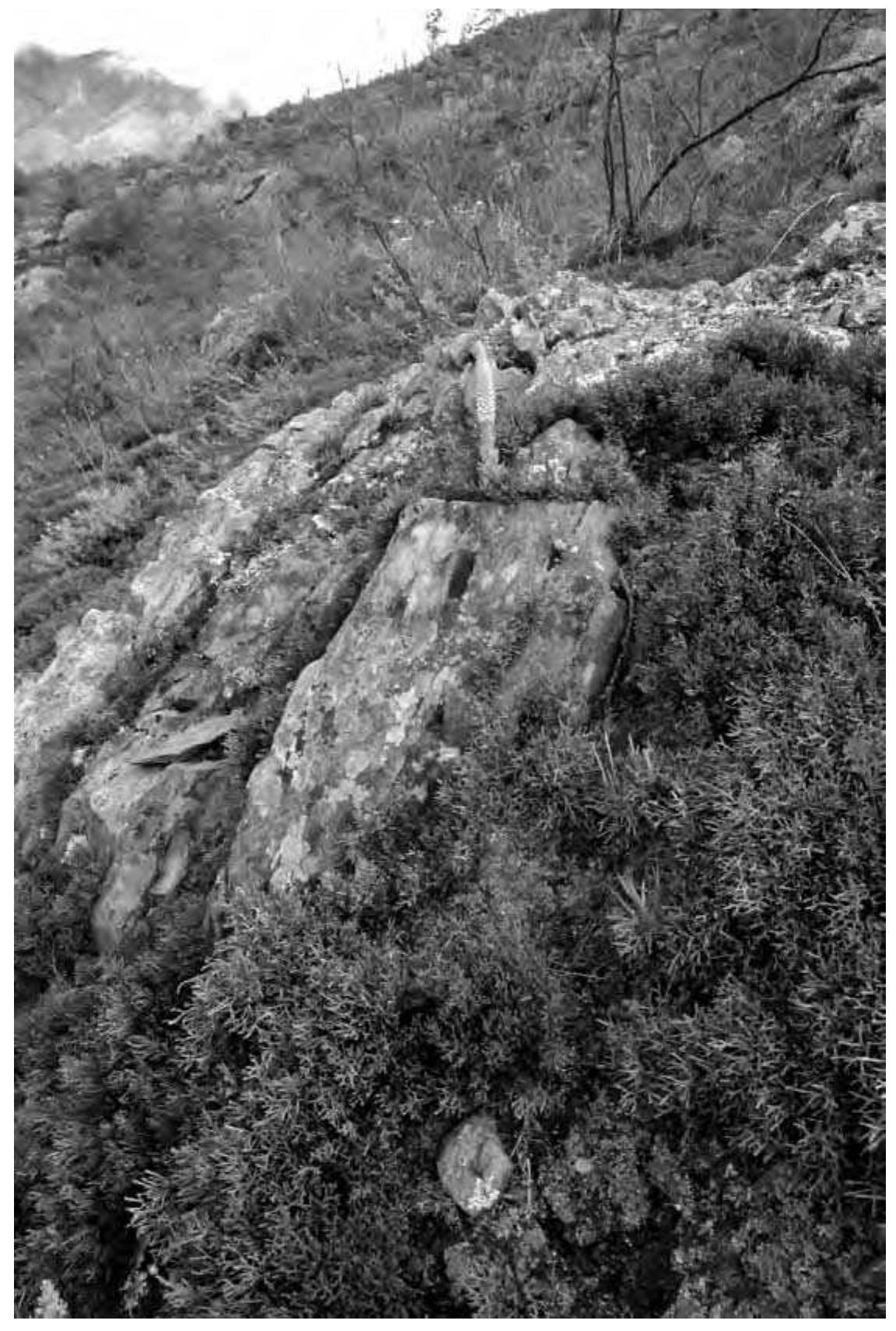 Galio coriacei-selaginelletum sanguinolentae — rock outcrop