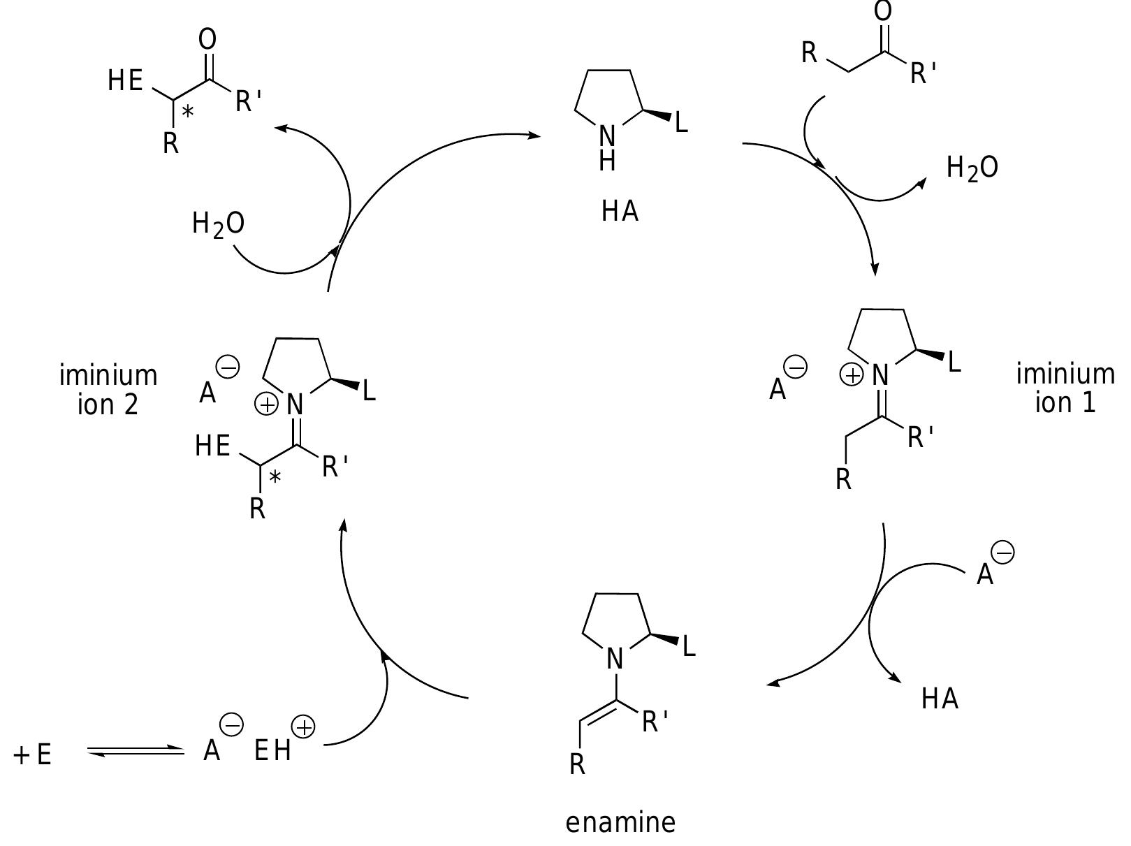 The enantioselective step, the reaction of the enamine with