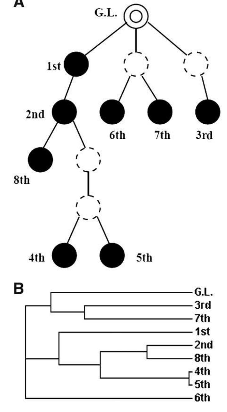 Differences between phylogenetic trees and ig lineage trees.