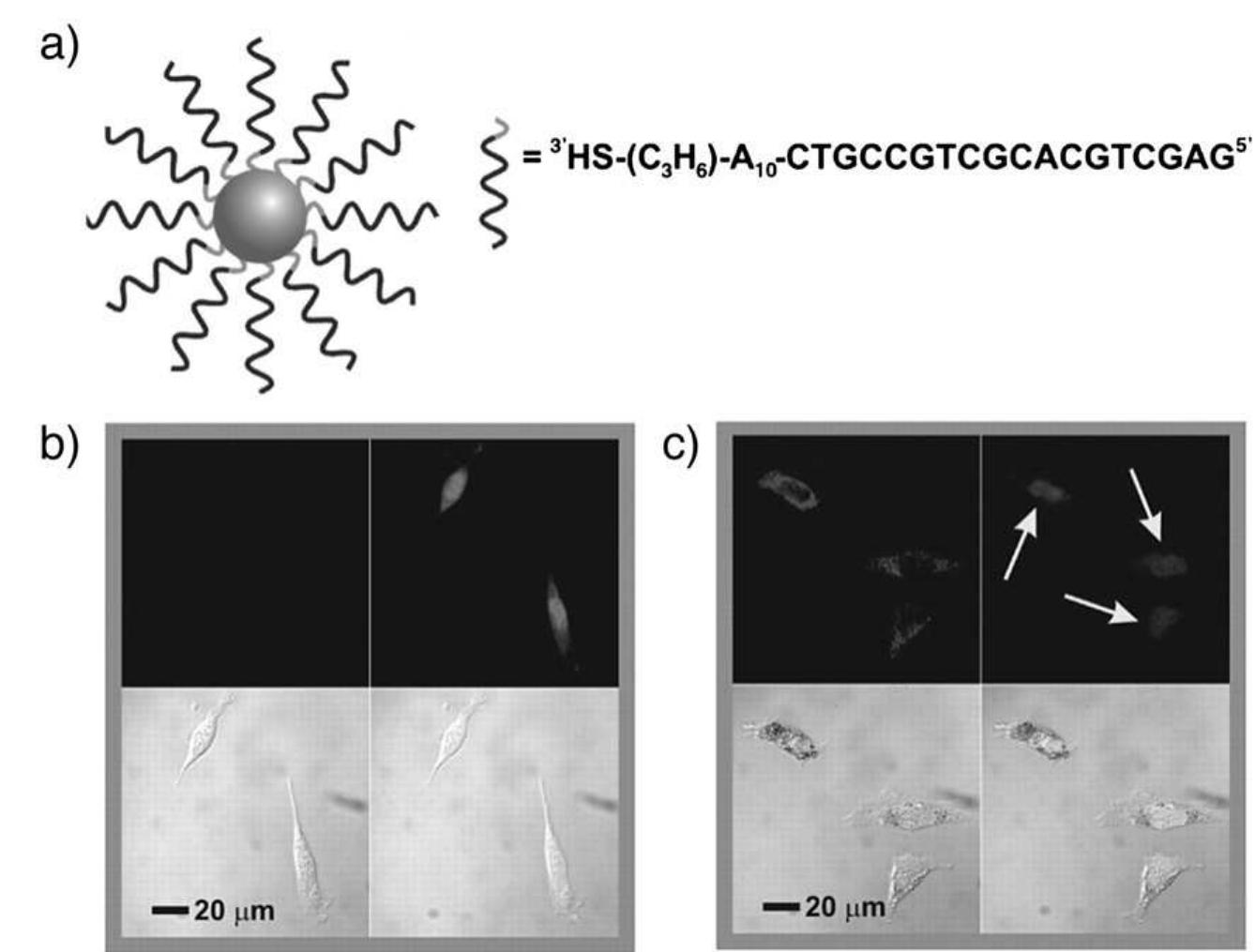 A) antisense dna modified gold nanoparticle (asnp). b)