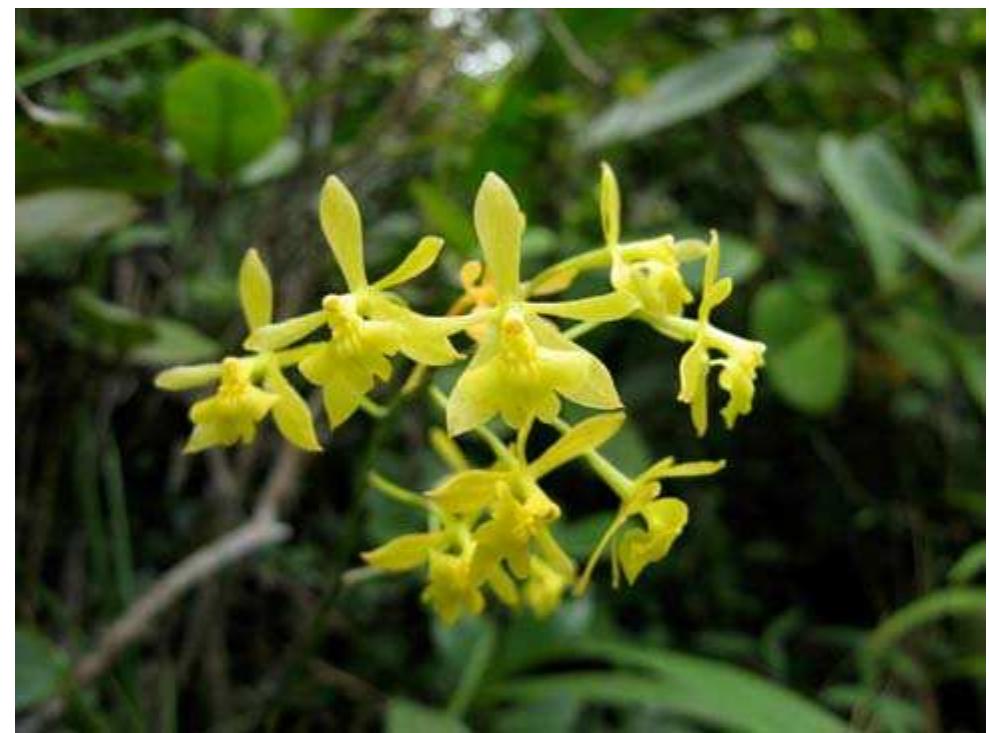 3. flowering branch of rondeletia buxifolia, (photo: martin