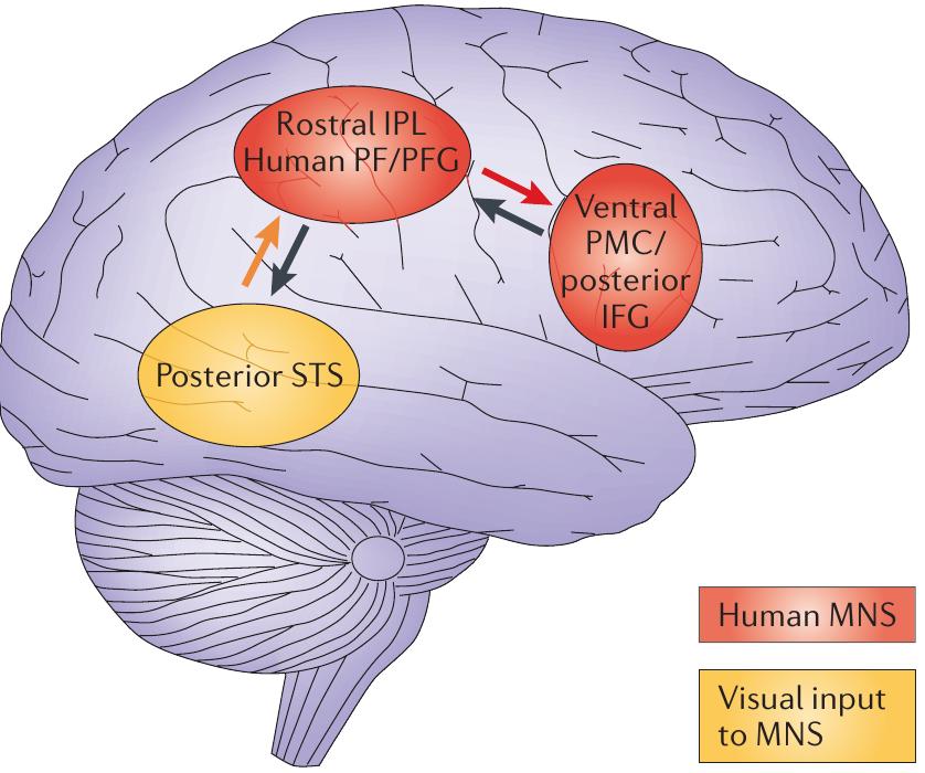 | neural circuitry for imitation. schematic overview of the