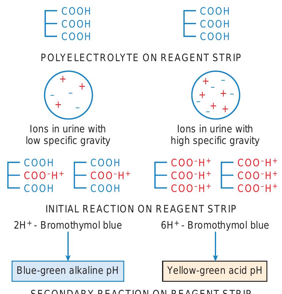 —4 diagram of reagent strip-specific gravity reaction.