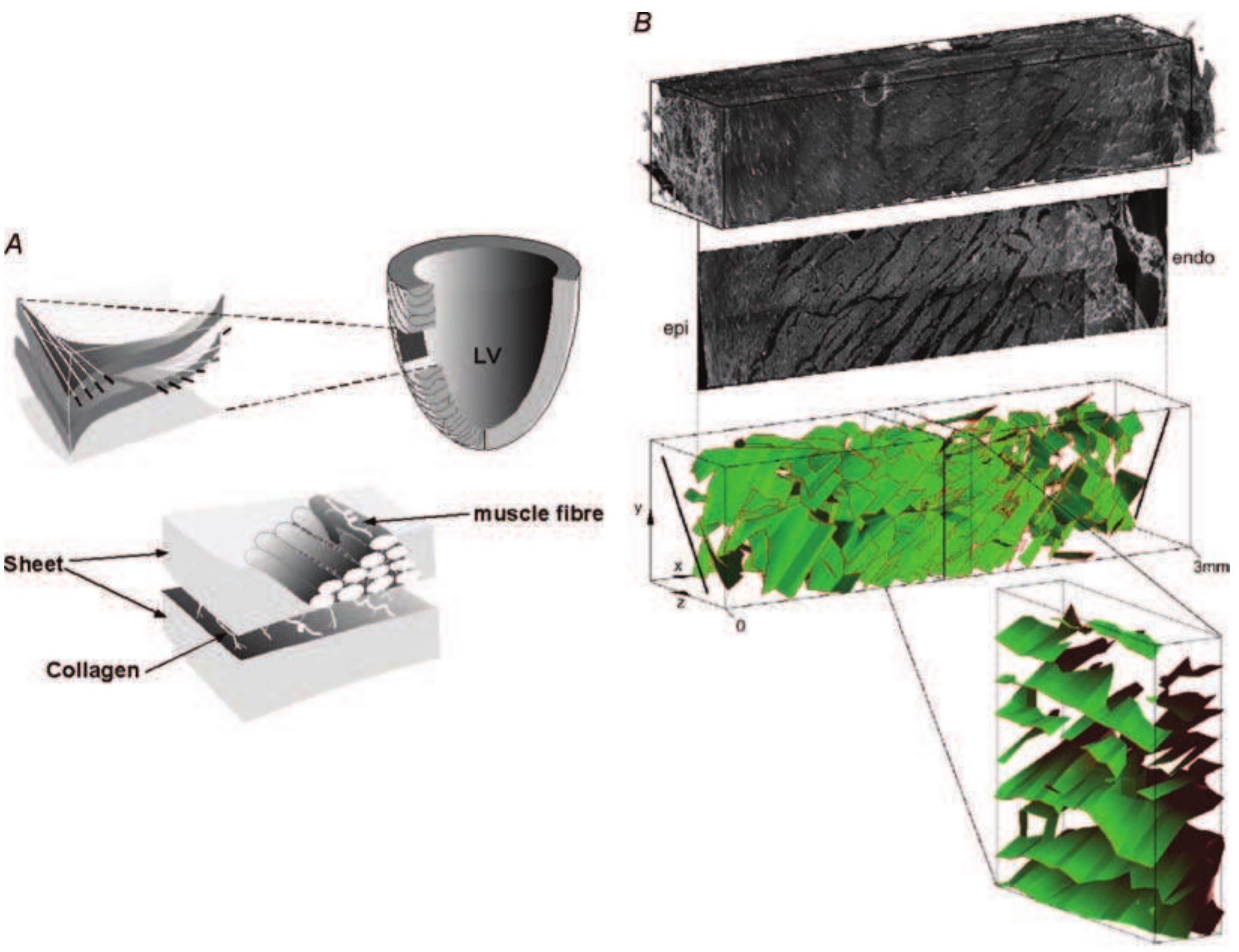 A, schematic diagram showing the variation in muscle fibre