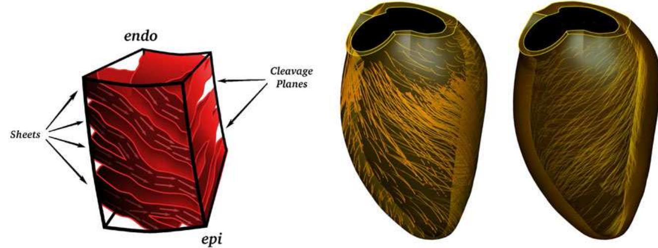 Illustration of the anisotropic tissue structure of the left