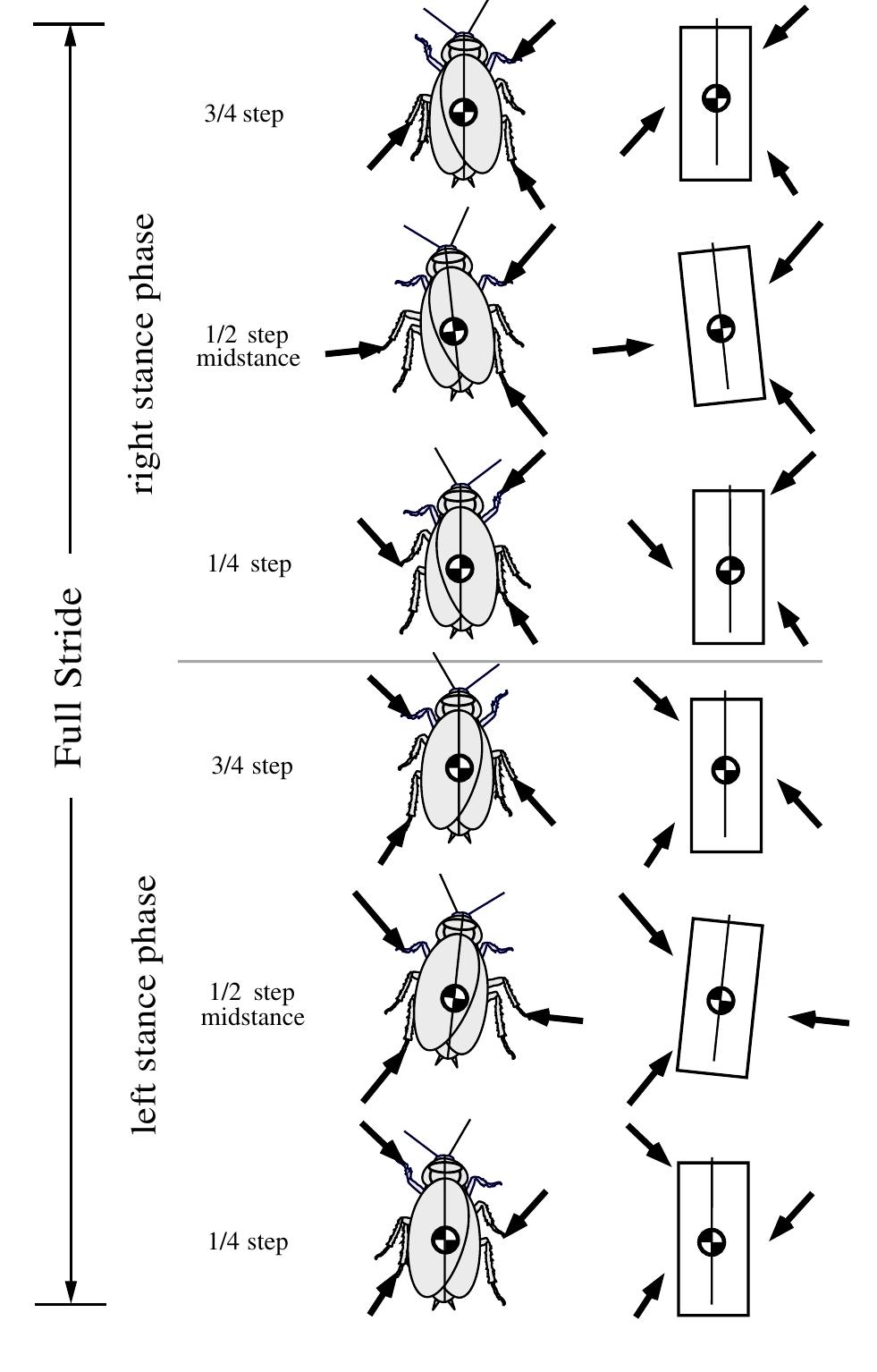 G.12 left column: the double tripod gait of insects, showing