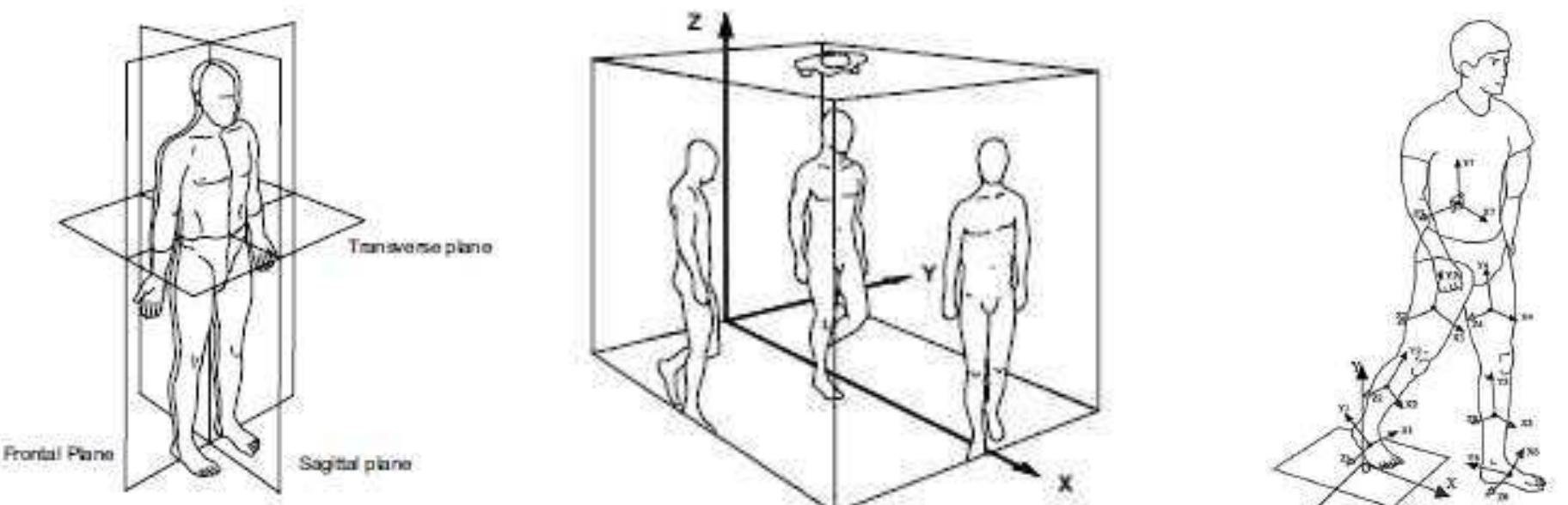 -28 human body symmetry planes, projections of the body on