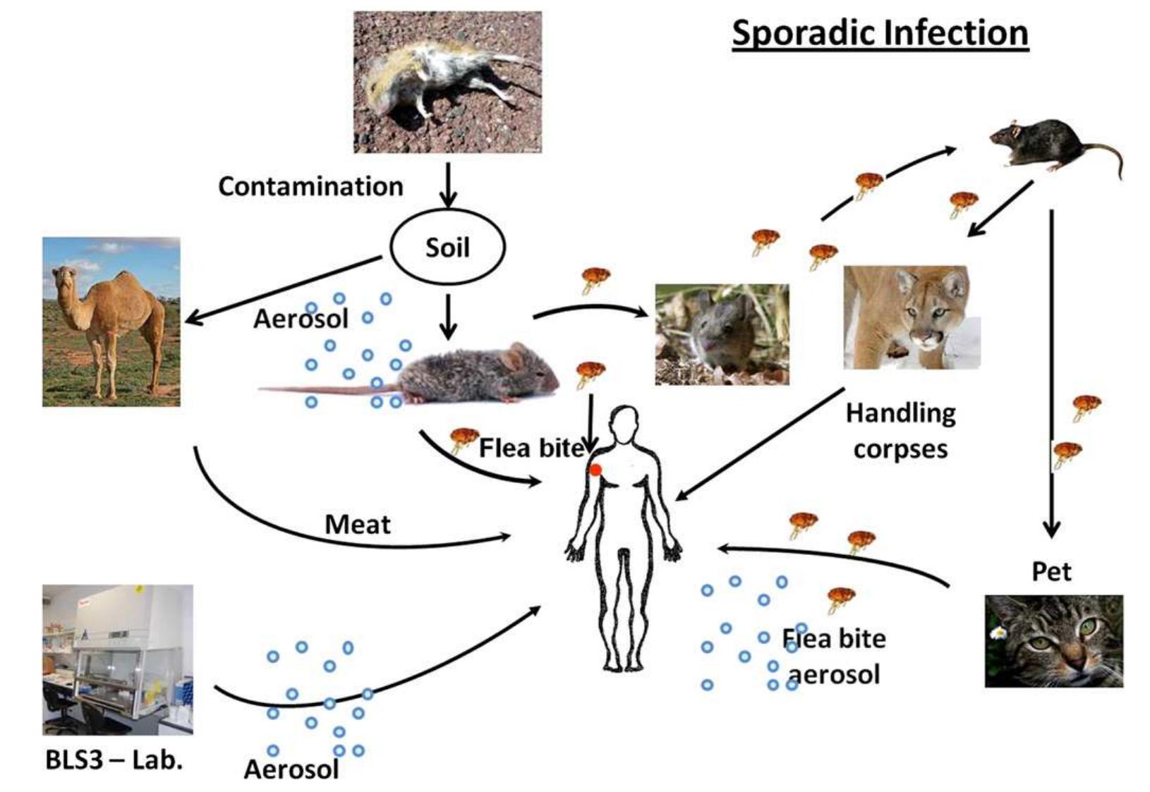 Transmission of sporadic cases of plague to humans from