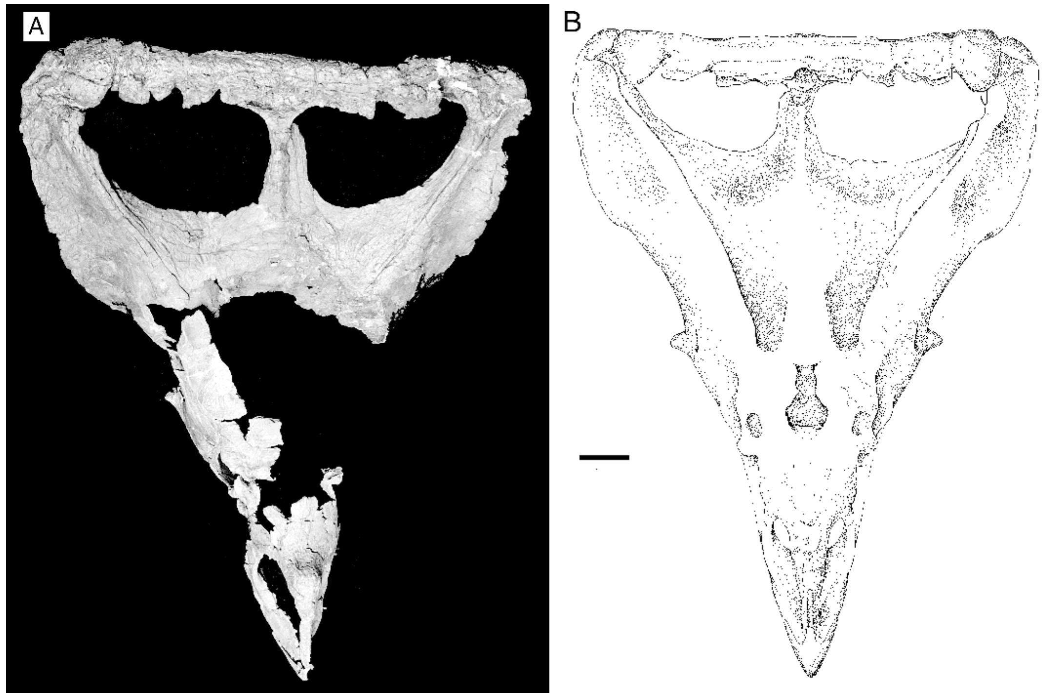 Chasmosaurus irvinensis sp. nov. dorsal view of the skull.
