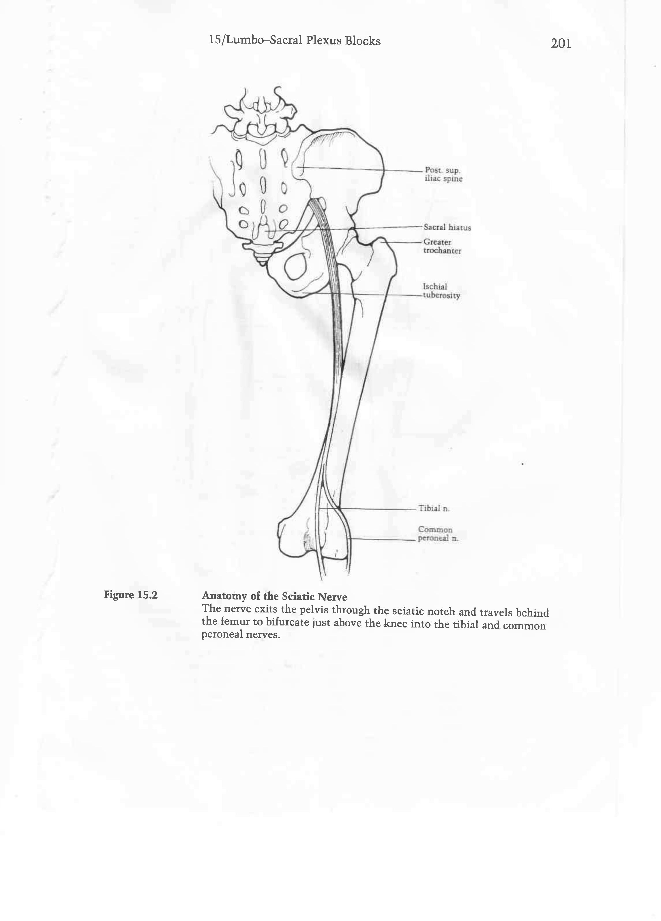Figure 8 - 3 Intravenous Regional Anesthesia Anatomy