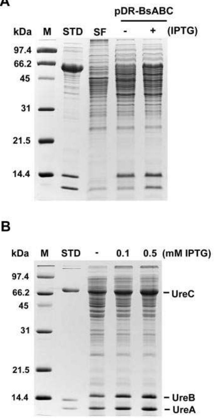 Figure 1 - Biosynthesis of Active Bacillus subtilis Urease