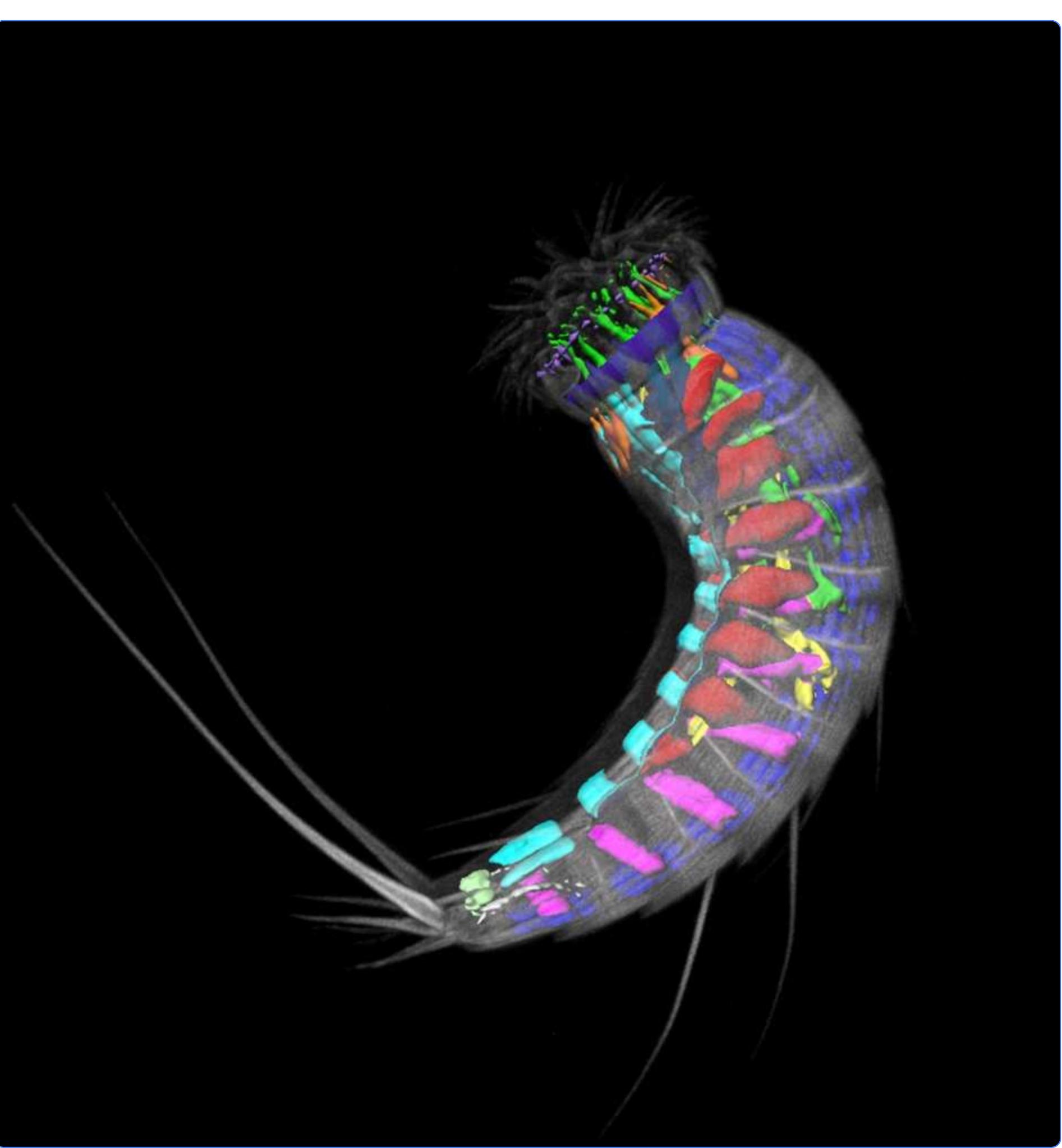 Comparative myoanatomy of echinoderes (kinorhyncha): a