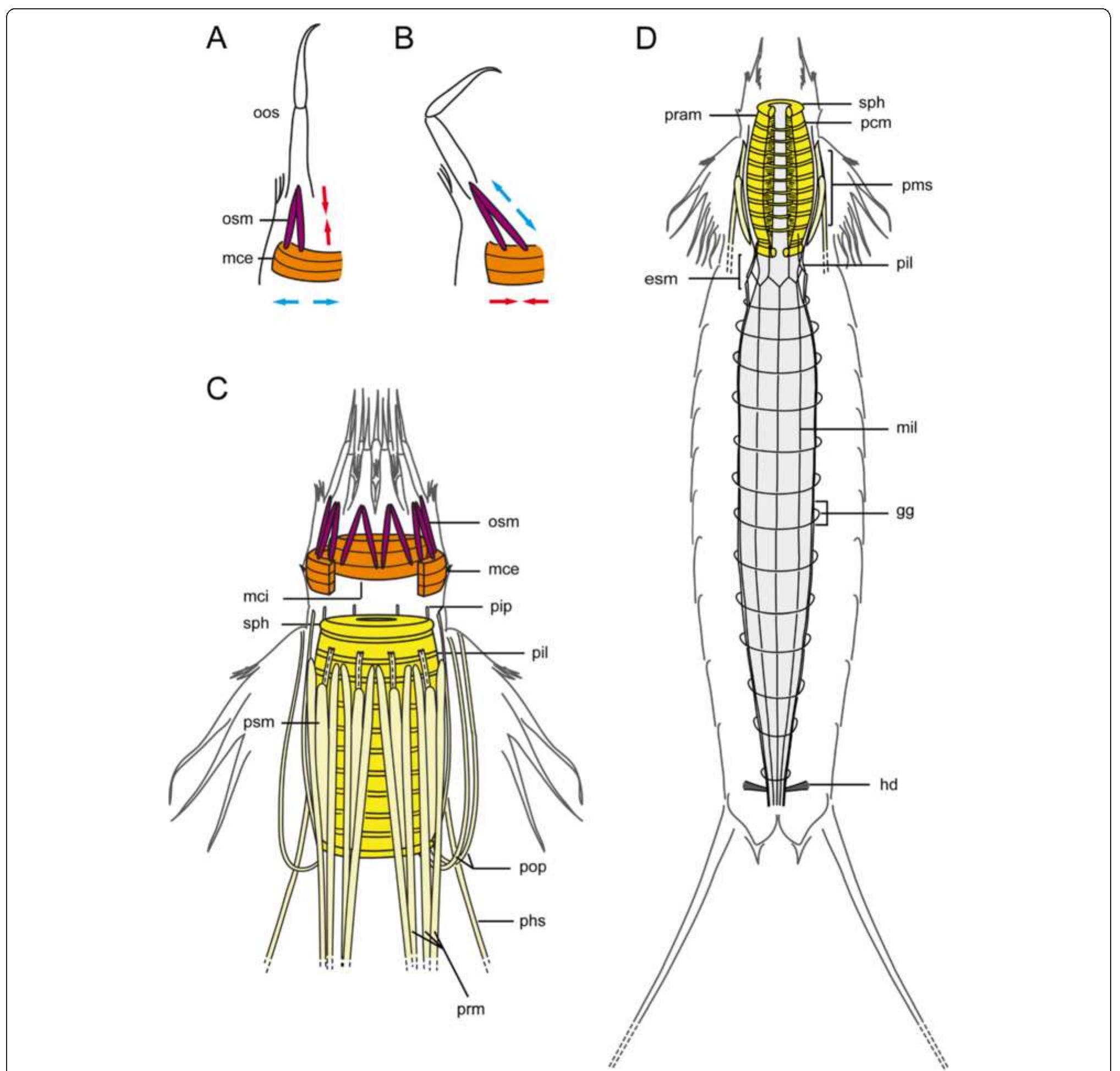 Schematics of musculature within subregions of the gut in