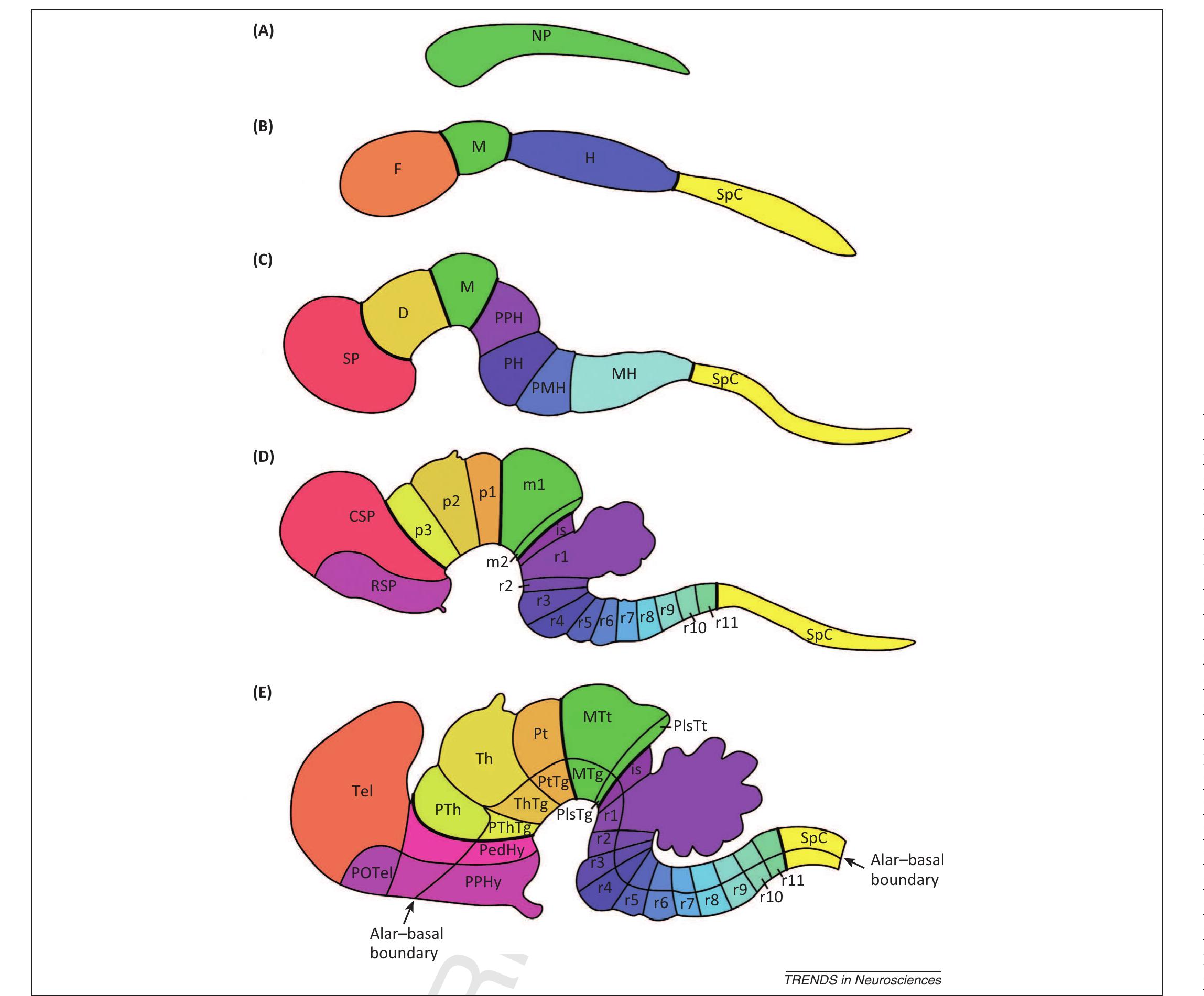 A series of diagrams of lateral views of the developing
