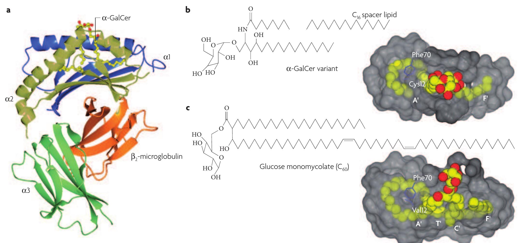 | crystal structures of cd1b and mouse cd1d loaded with