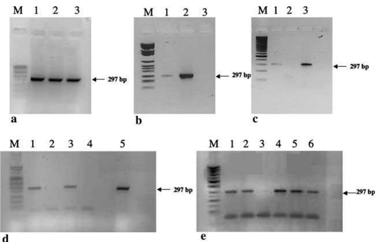 3 phytoplankton template dna (1 ng); lane 3, station2