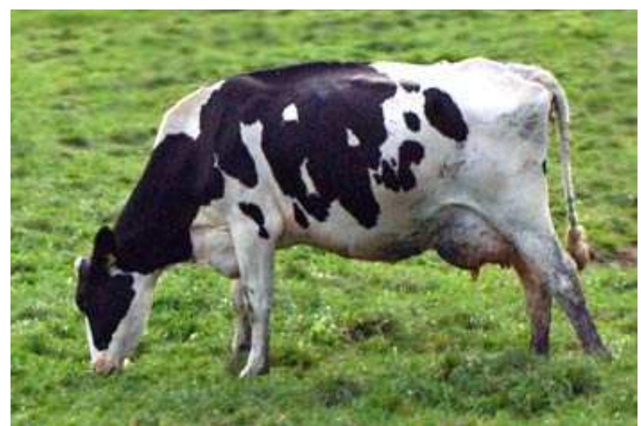The friesian fig. 1: a friesian cow the common dairy cattle