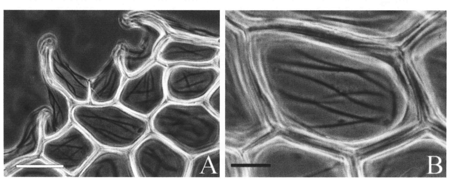 Fic. 3. folds (‘cuticular lines”) in periclinal cell walls