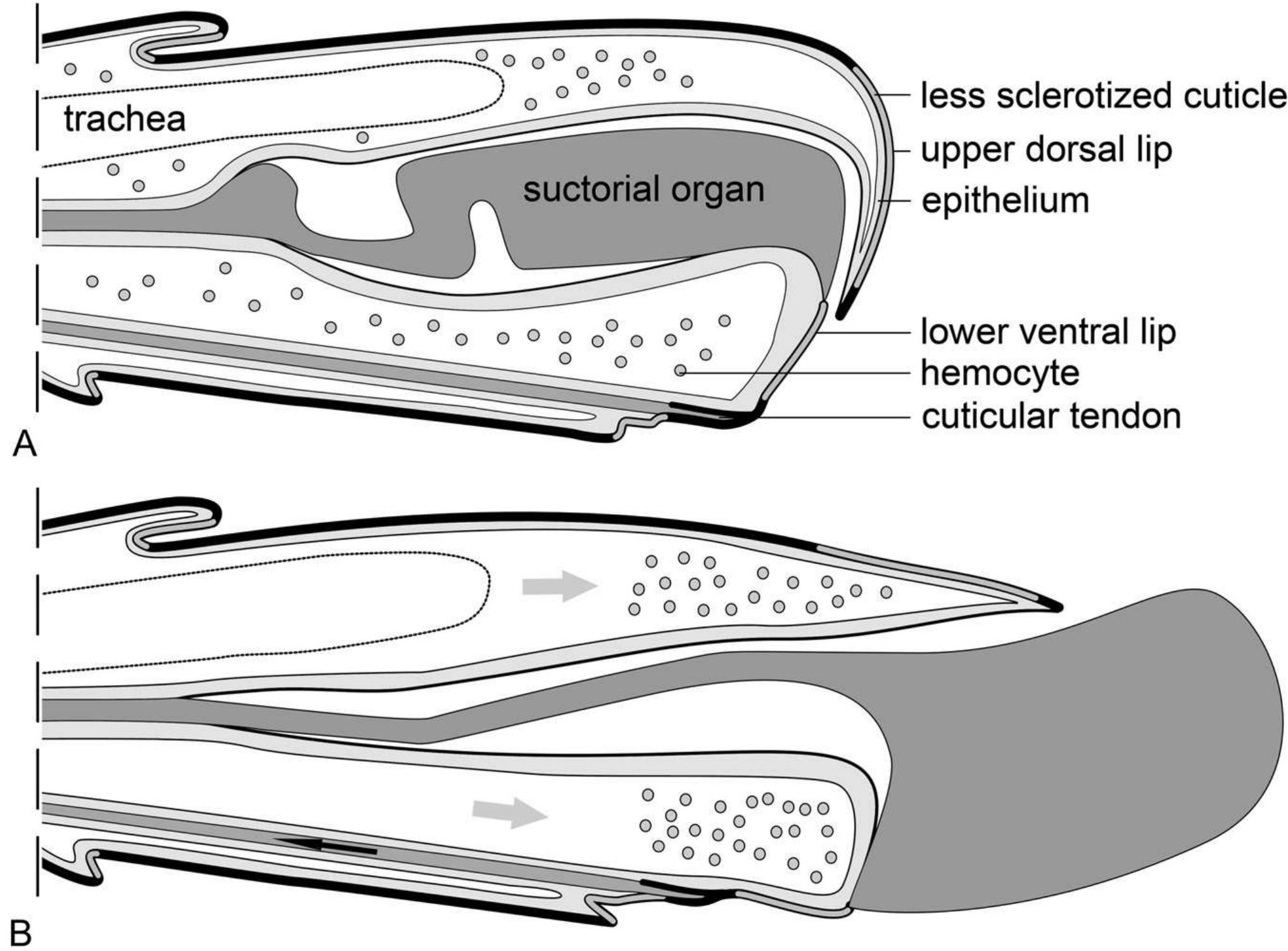 Schematic drawings of the suctorial organ. (a) tarsus of the