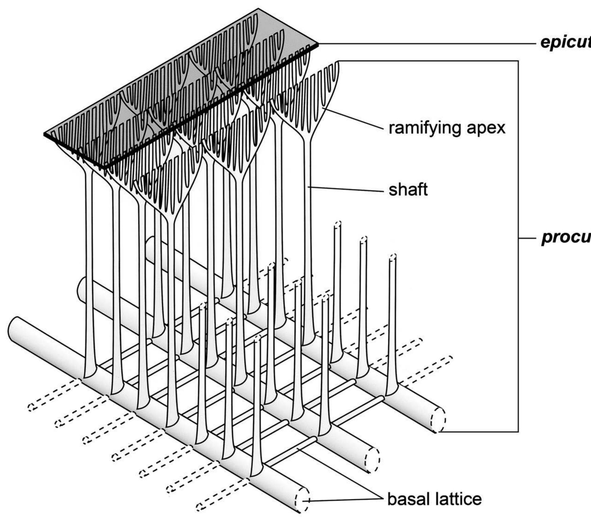Schematic drawing of the internal organization of the