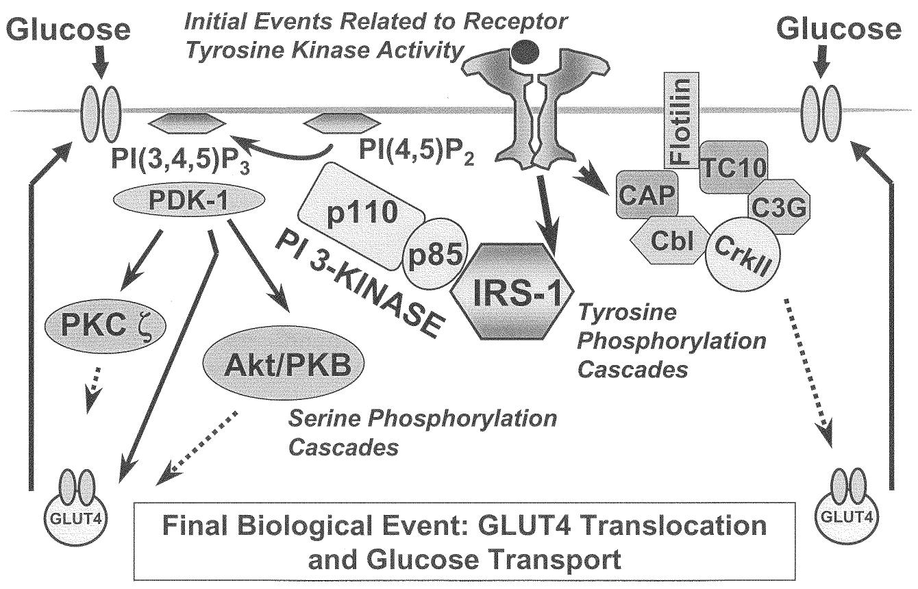 Simplified outline of insulin signaling pathways based on