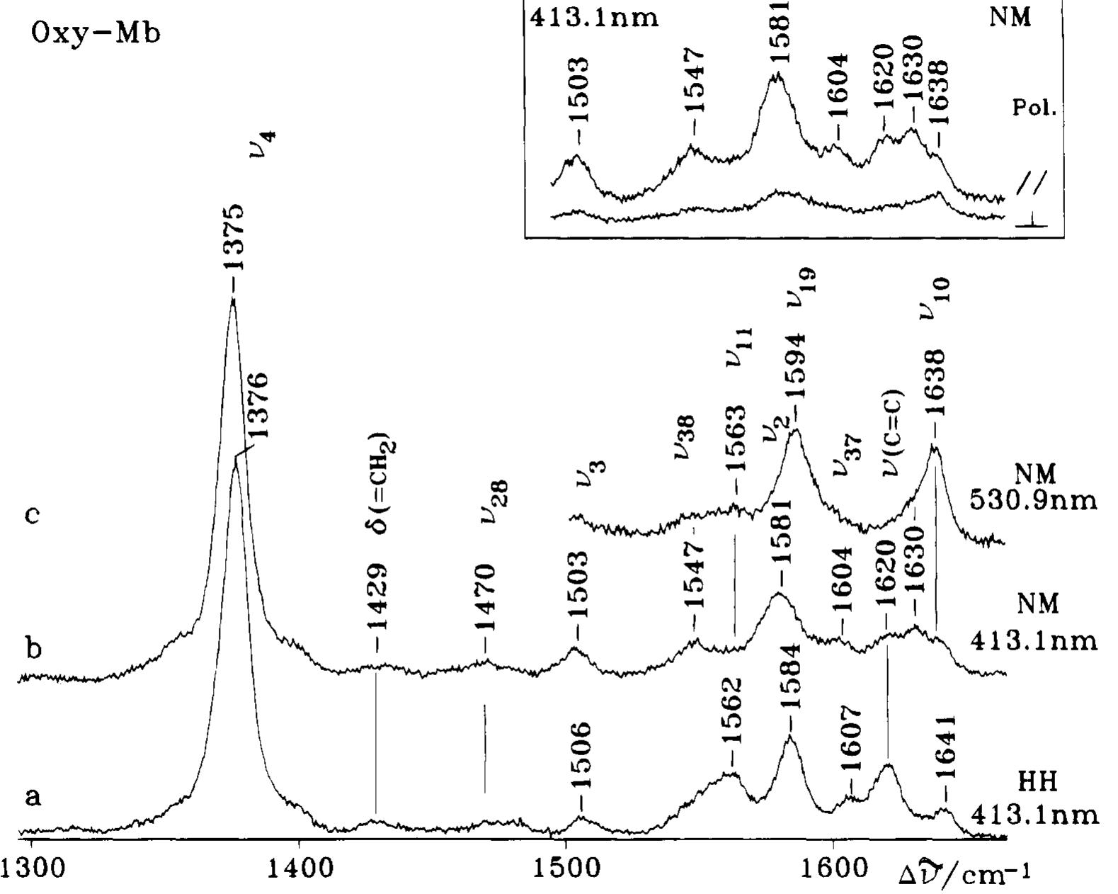 Ficure 3: resonance raman spectra of the oxy forms of nassa