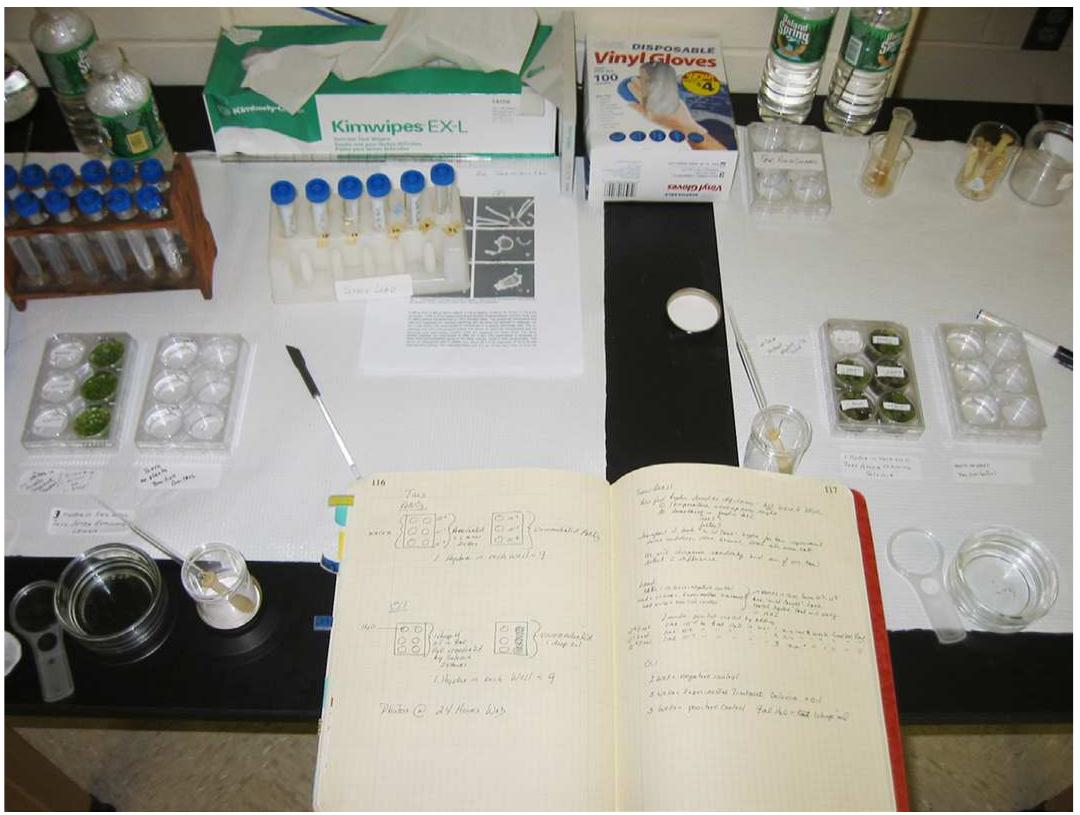 From a student's bench. the basic materials for the hydra
