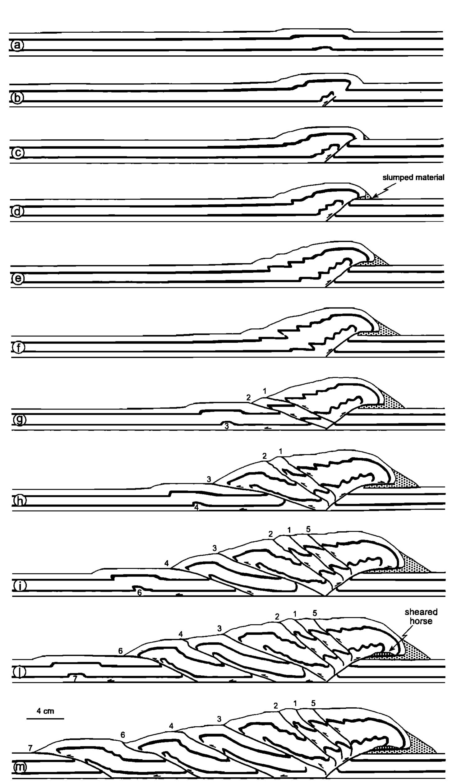 Line drawings of sequential evolutionary stages of