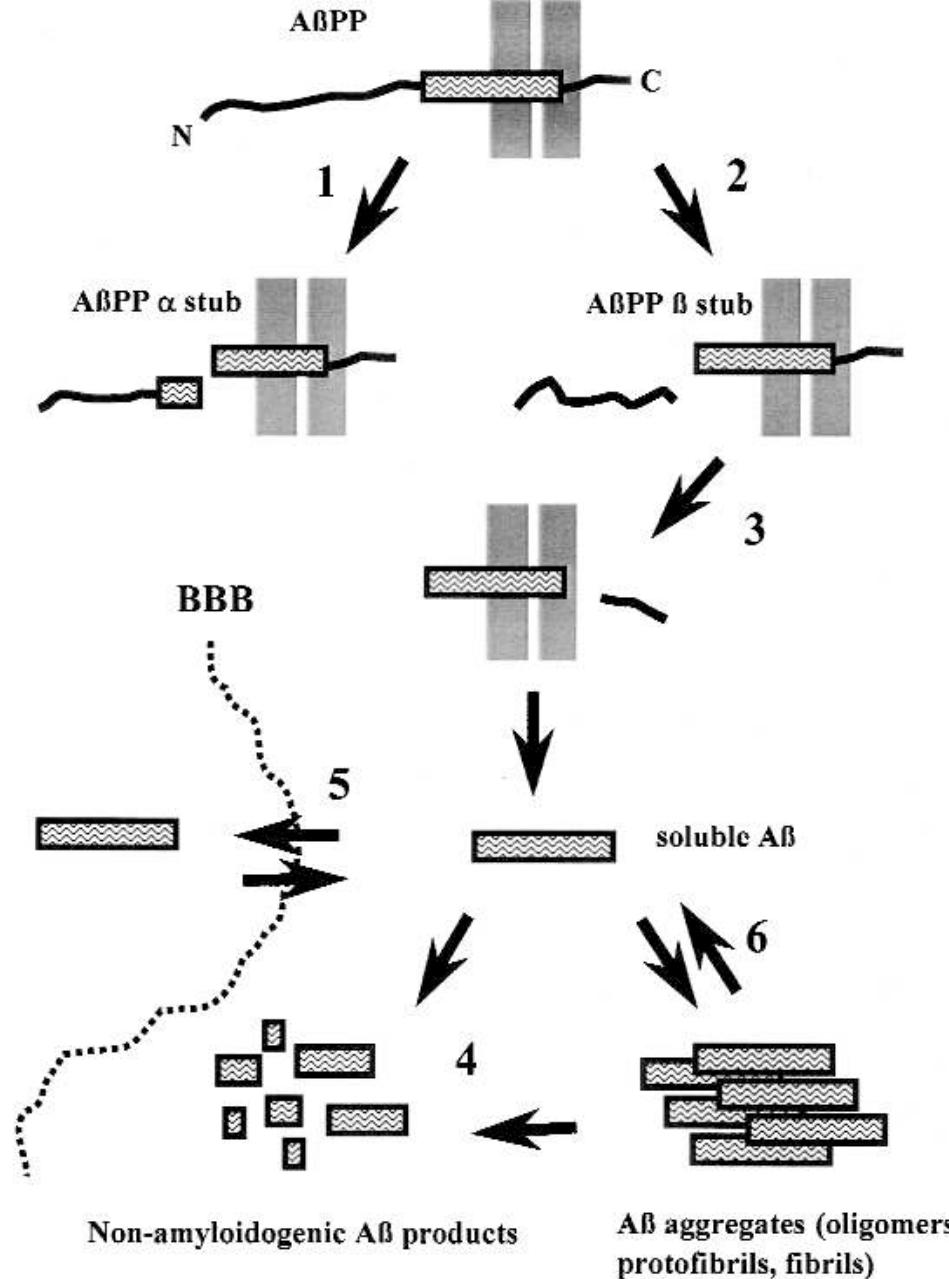 Schematic pathway of af metabolism in the brain and