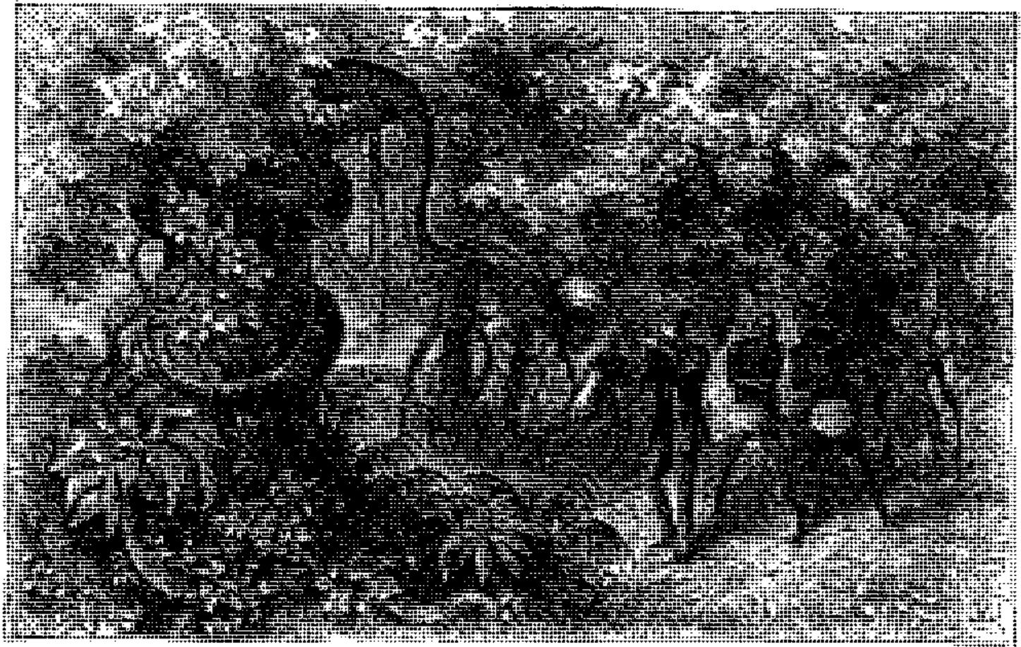 5 An African Python Python Sebae Meets Its End From