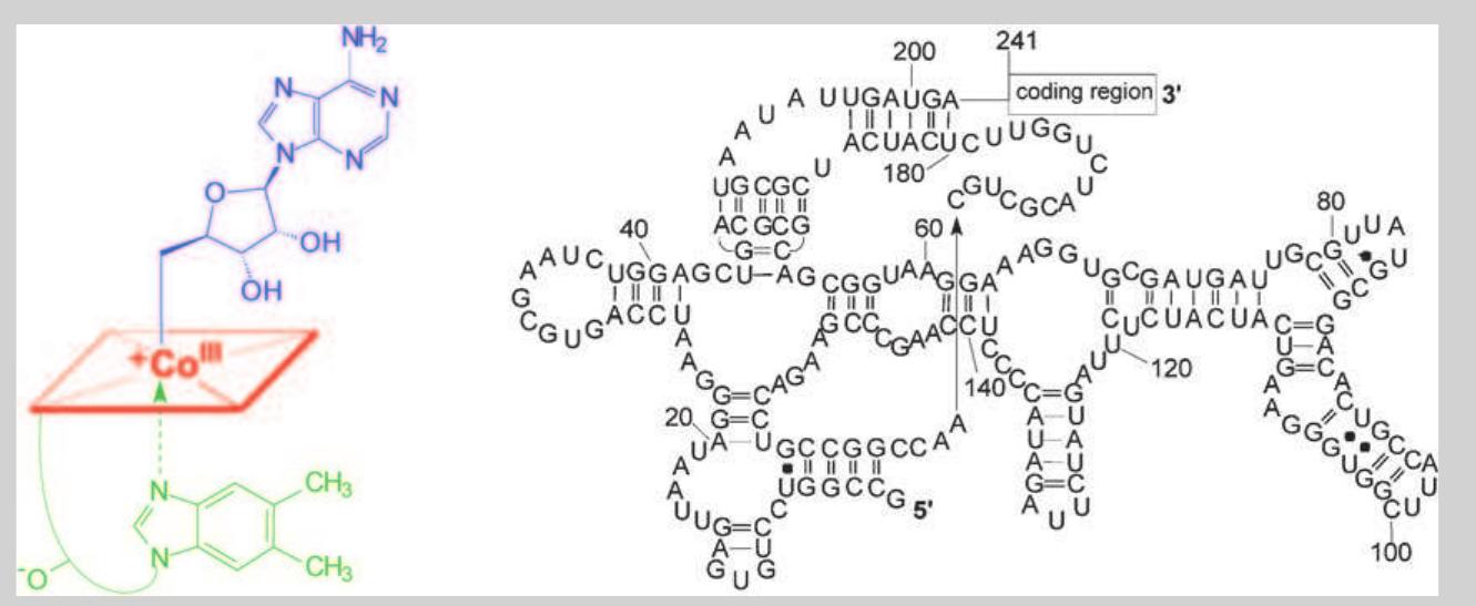Symbolic formula of coenzyme b,, and sequence model of the