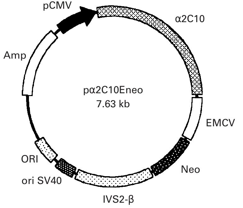 Schematic map of the bicistronic expression vector used for