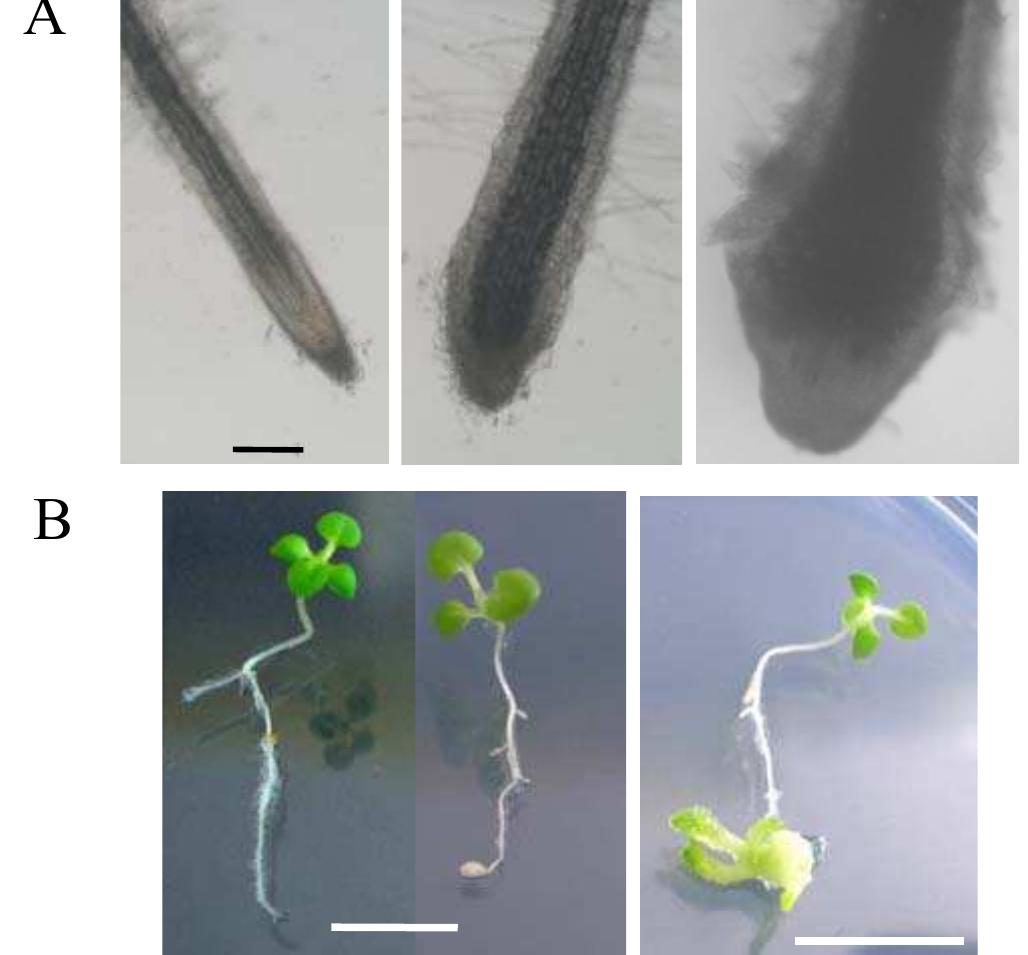 Morphological features of transgenic seedlings of xve::wox5