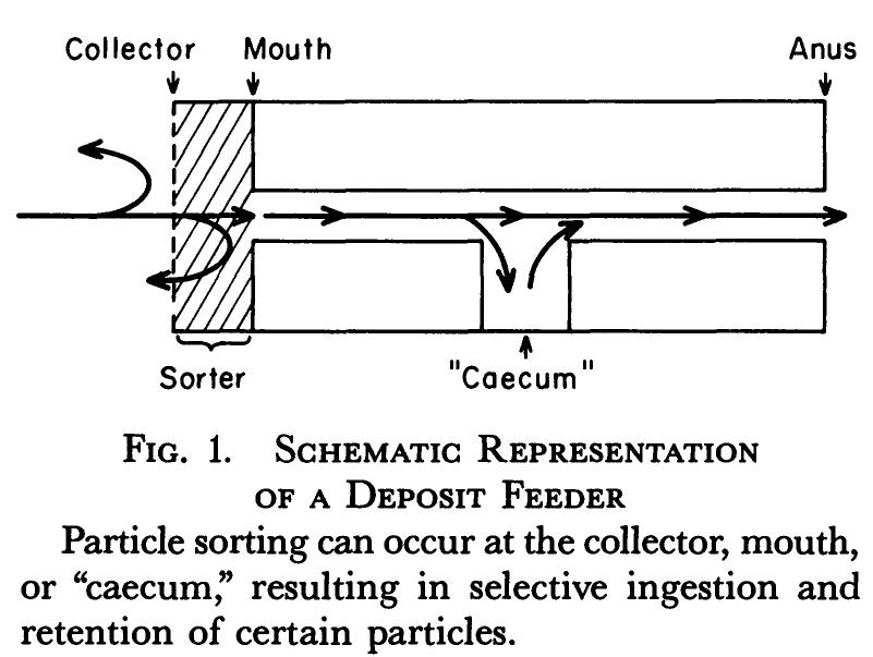 Figure 1 - from Ecology of Deposit-Feeding Animals in Marine