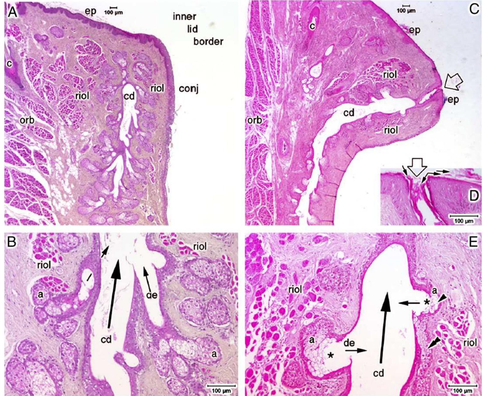 Structural comparison of the meibomian gland in normal state