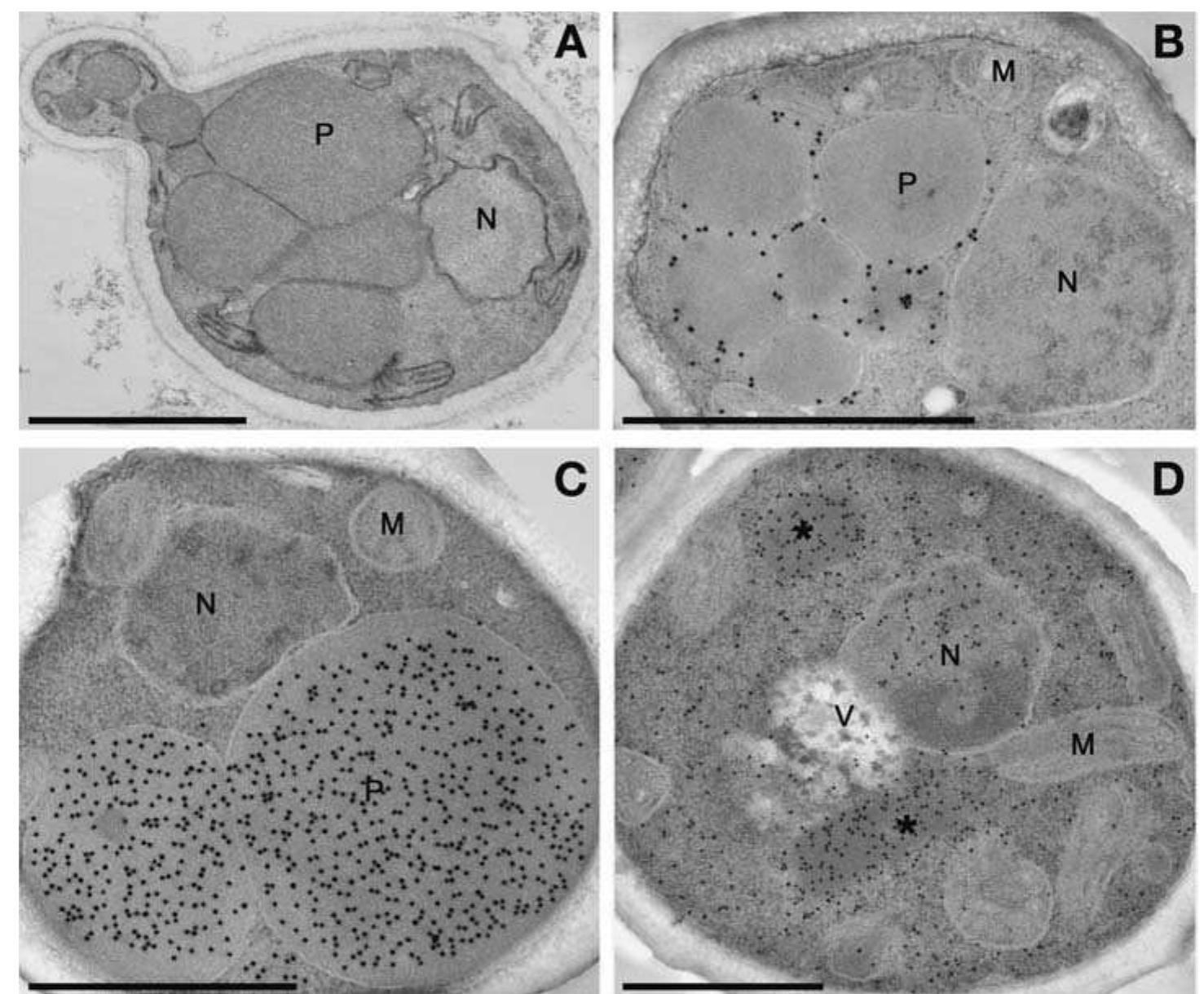 Electron micrographs to show the overall morphology of